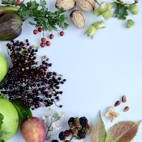FORAGING IN SEPTEMBER